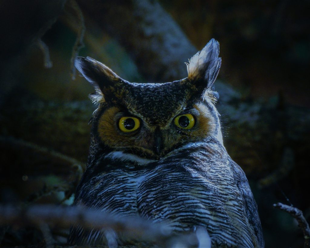 La nuit du hibou - Keulmadang